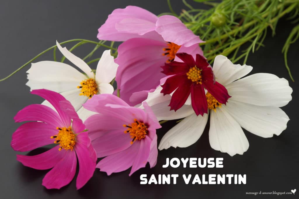 Cartes Saint Valentin - Message d'amour