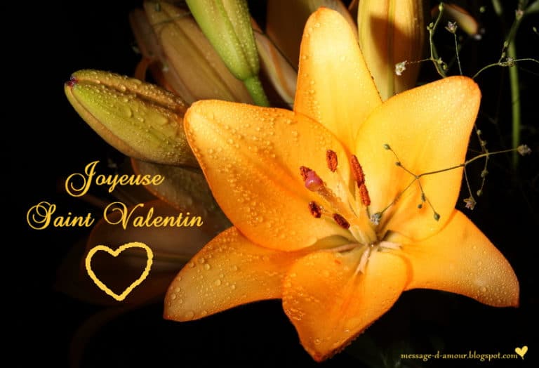 Cartes Saint Valentin - Message d'amour